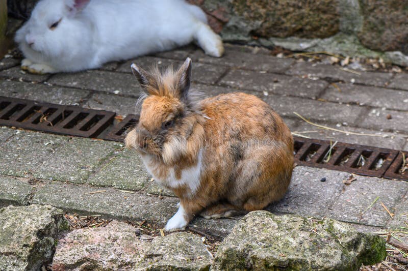 Rabbits in the Summer at the Riga Zoo 3 Stock Photo - Image of farm ...