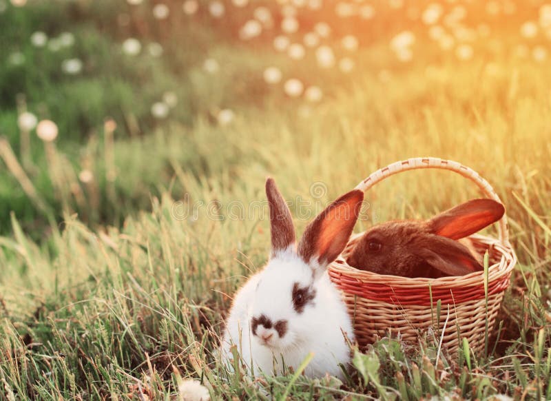Rabbits at sunset stock photo. Image of basket, garden - 84074934