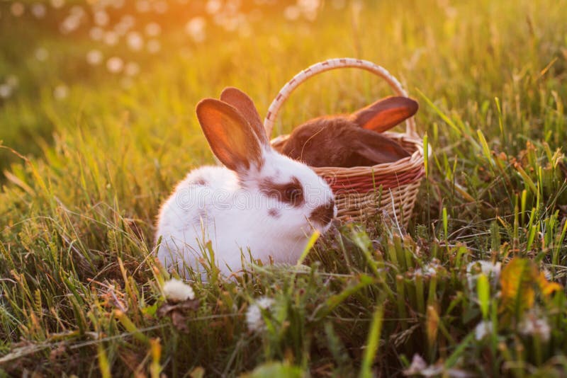 Rabbits at sunset stock photo. Image of basket, garden - 84074934