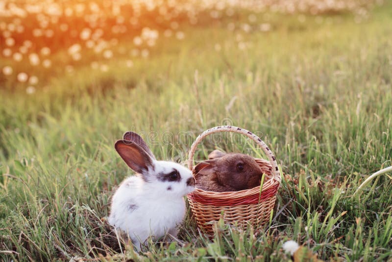 Rabbits at sunset stock photo. Image of basket, garden - 84074934