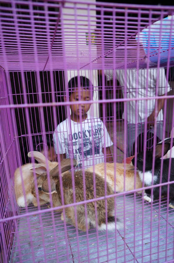 Rabbits editorial photography. Image of solo, market - 62334437