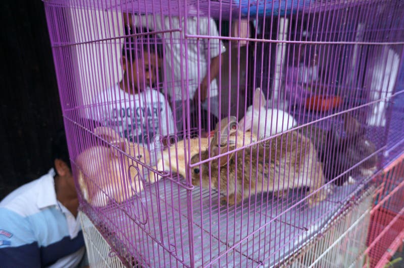 Rabbits editorial photography. Image of mammal, sell - 62334452