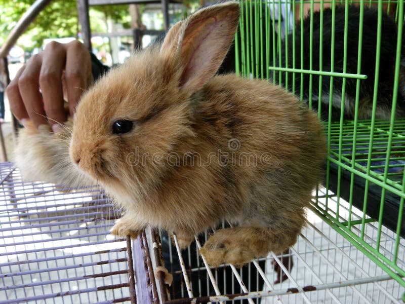 Rabbits editorial image. Image of whiskers, rabbits, city - 64200260