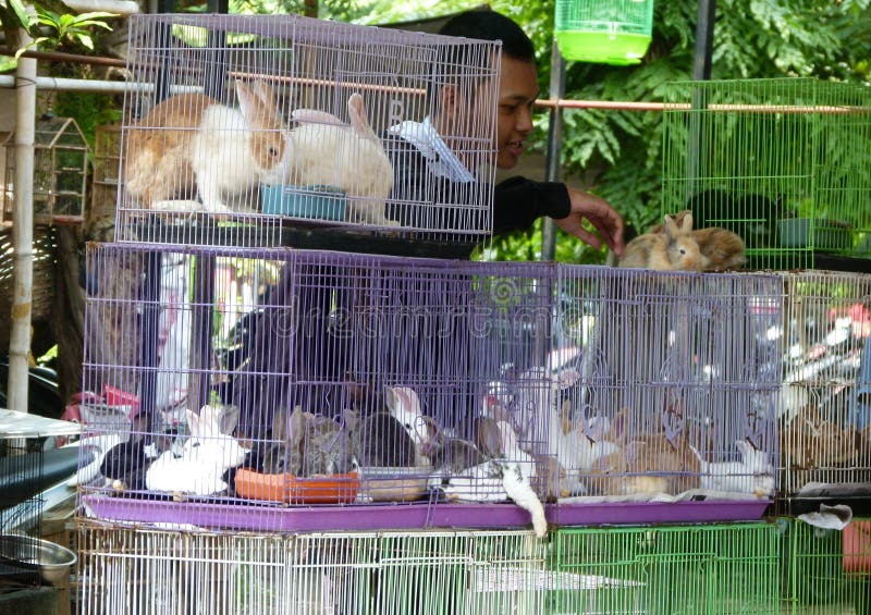 Rabbits editorial photo. Image of indonesia, traders - 64200296