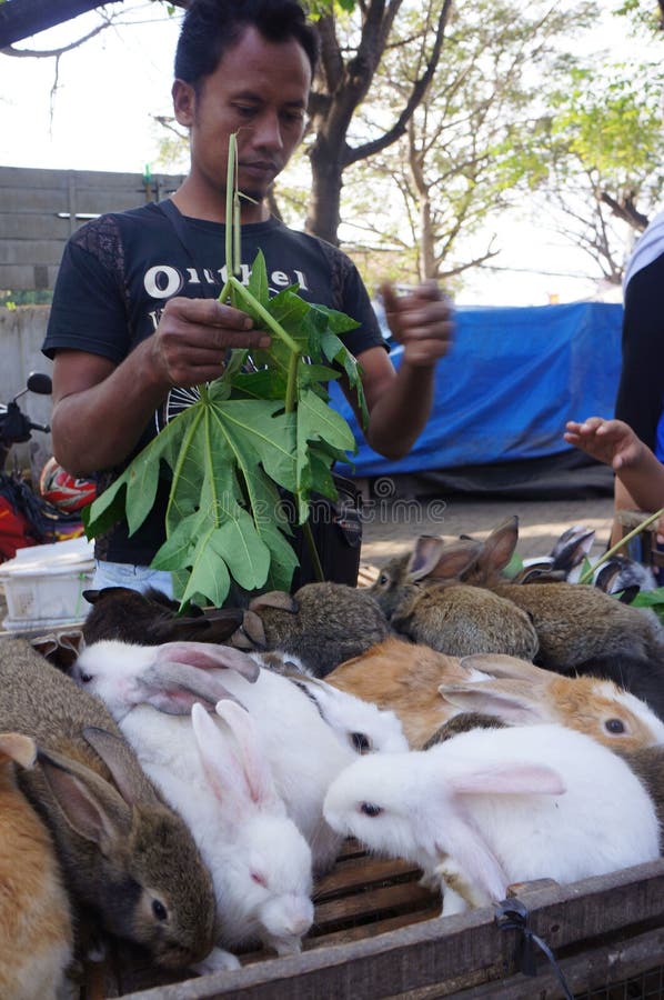 Rabbits editorial stock photo. Image of rabbits, rabbit - 43047963