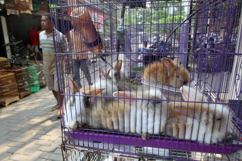 Rabbits editorial photo. Image of selling, city, cage - 54217911
