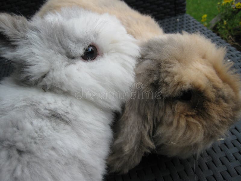 Two Rabbits Cuddling Photos - Free & Royalty-Free Stock Photos from ...
