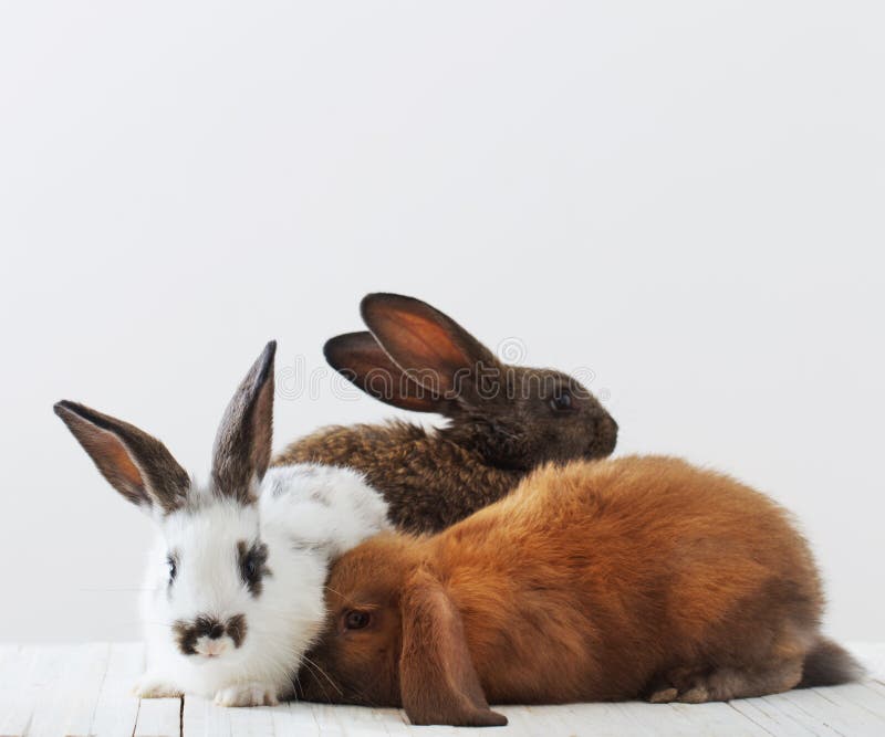 Rabbits on White Background Stock Image - Image of newborn, domestic ...