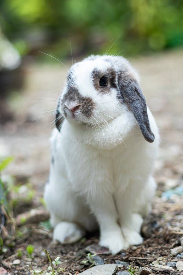 Rabbits that are White and Black that is Cute Stock Photo - Image of ...