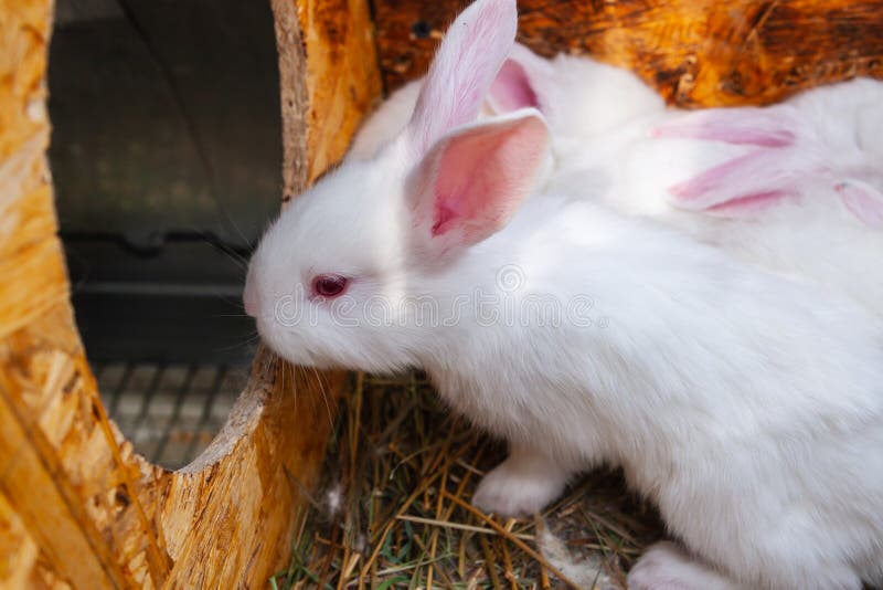 Rabbits of the White Giant Breed. 21 Day Old Rabbits Stock Photo ...