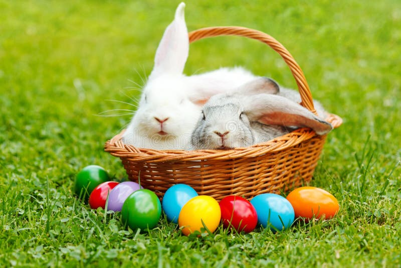 Rabbits in Wicker Basket with Colorful Easter Eggs Stock Image - Image ...