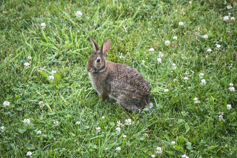 Rabbitt 1 stock image. Image of nature, calm, longears - 32090949