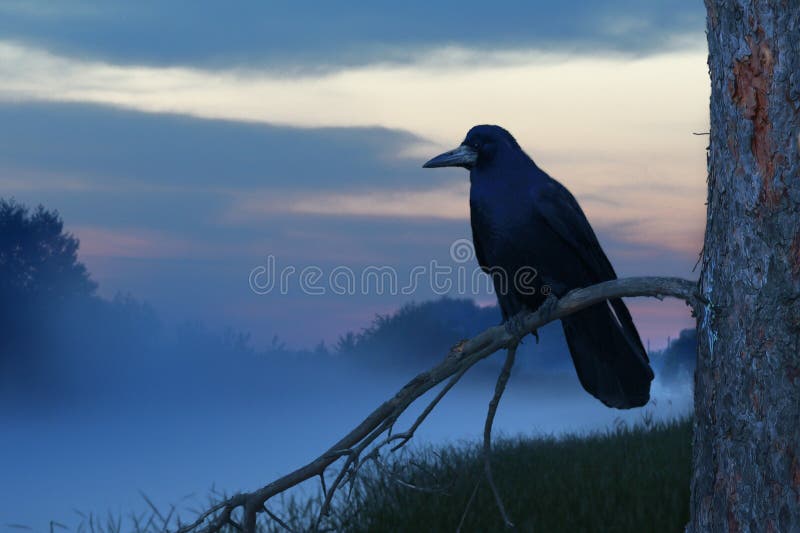 Schwarzer Rabe auf Gras stockbild. Bild von gleiten, rabe - 3835811
