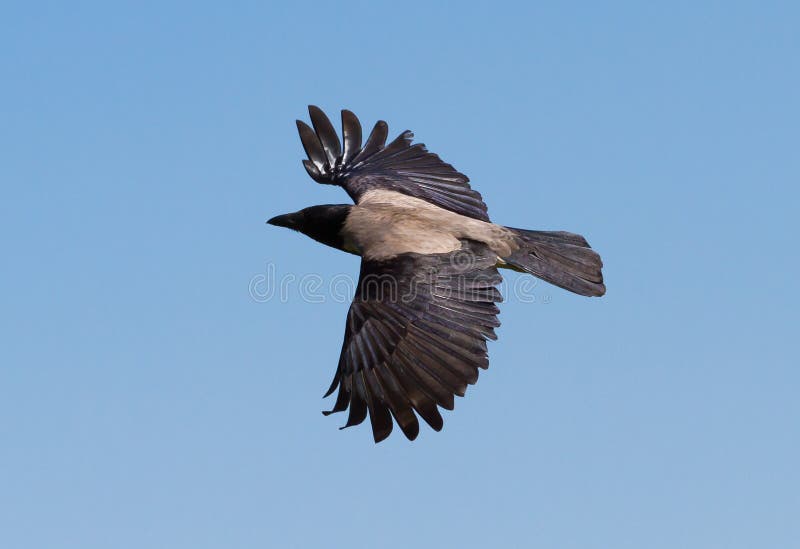 Rabe stockfoto. Bild von krähe, himmel, flugwesen, wild - 19651084