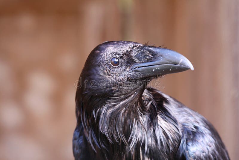 Rabe stockbild. Bild von gefährdet, federn, reiniger - 19988859
