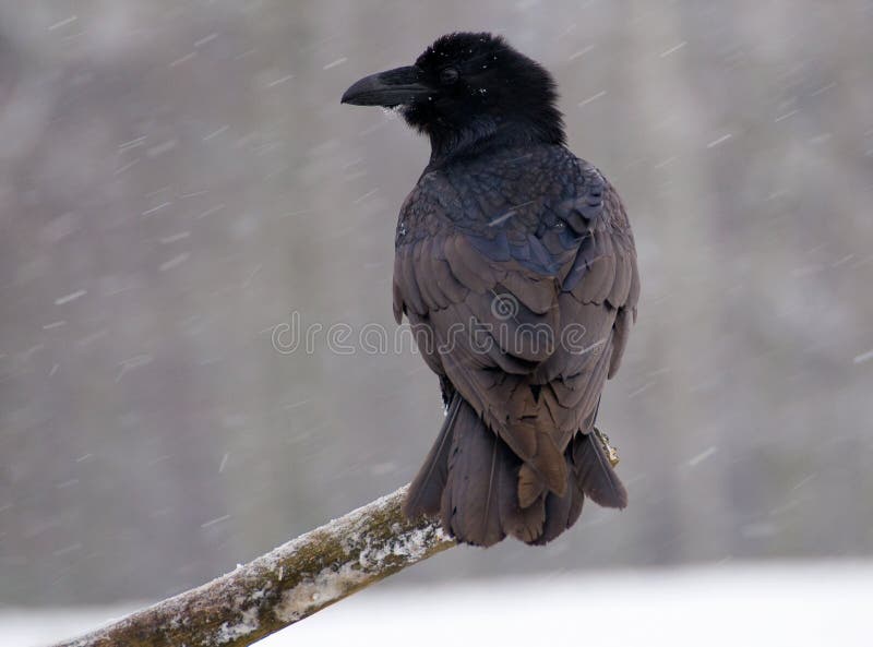 Rabe stockfoto. Bild von mörder, krähe, geläufig, frost - 28285050