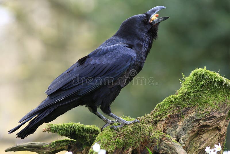 Rabe stockfoto. Bild von vogel, haustier, gesicht, augen - 29645628