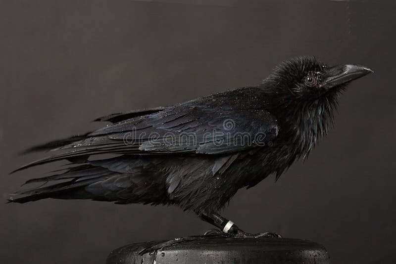 Rabe stockfoto. Bild von auge, hexerei, traditionell, seltsam - 3510278