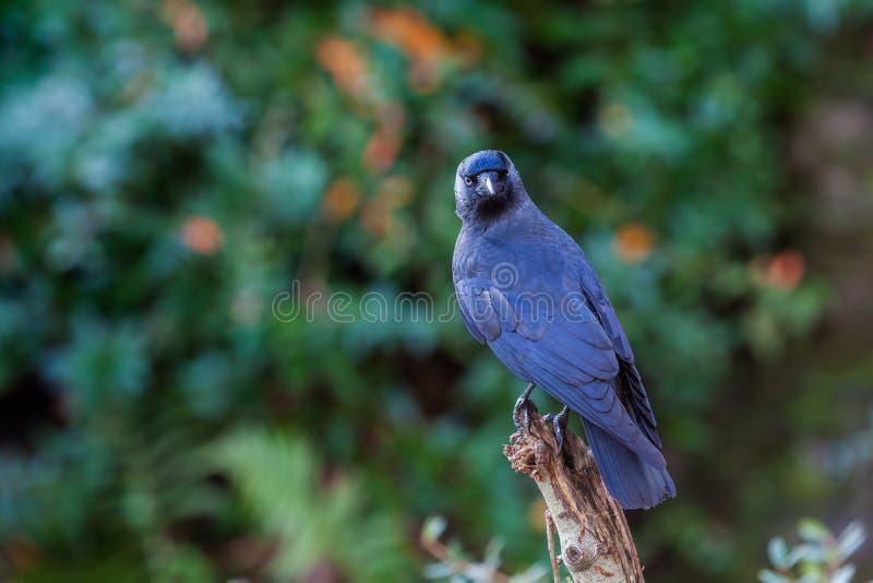 Rabe stockfoto. Bild von amsel, fauna, tier, halloween - 36445040