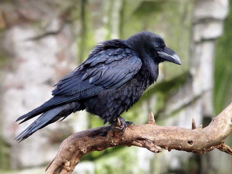 Rabe auf einem Zweig stockfoto. Bild von geschöpf, wolke - 51221630