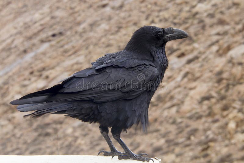 Nahaufnahme eines Raben stockbild. Bild von finster, federn - 352823