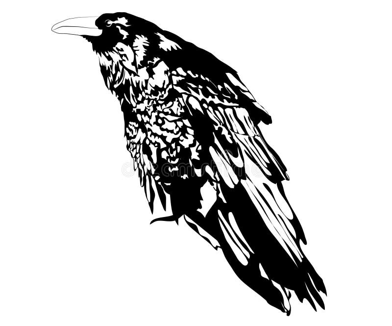 Rabe Stock Illustrationen, Vektors, & Klipart – (964 Stock Illustrations)