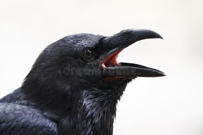 Einsamer Rabe stockbild. Bild von flügel, edgar, corvus - 561713
