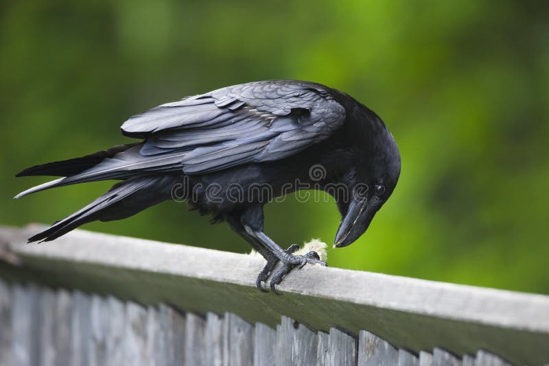 Rabe auf Zaun stockfoto. Bild von corvus, tiere, wild - 47734036