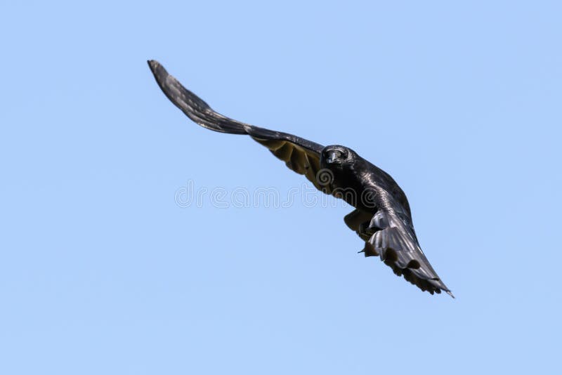 Rabe im Flug stockfoto. Bild von birdwatching, moment - 30883174