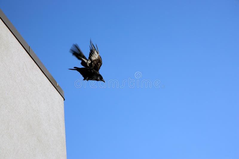Einsamer Rabe stockbild. Bild von flügel, edgar, corvus - 561713