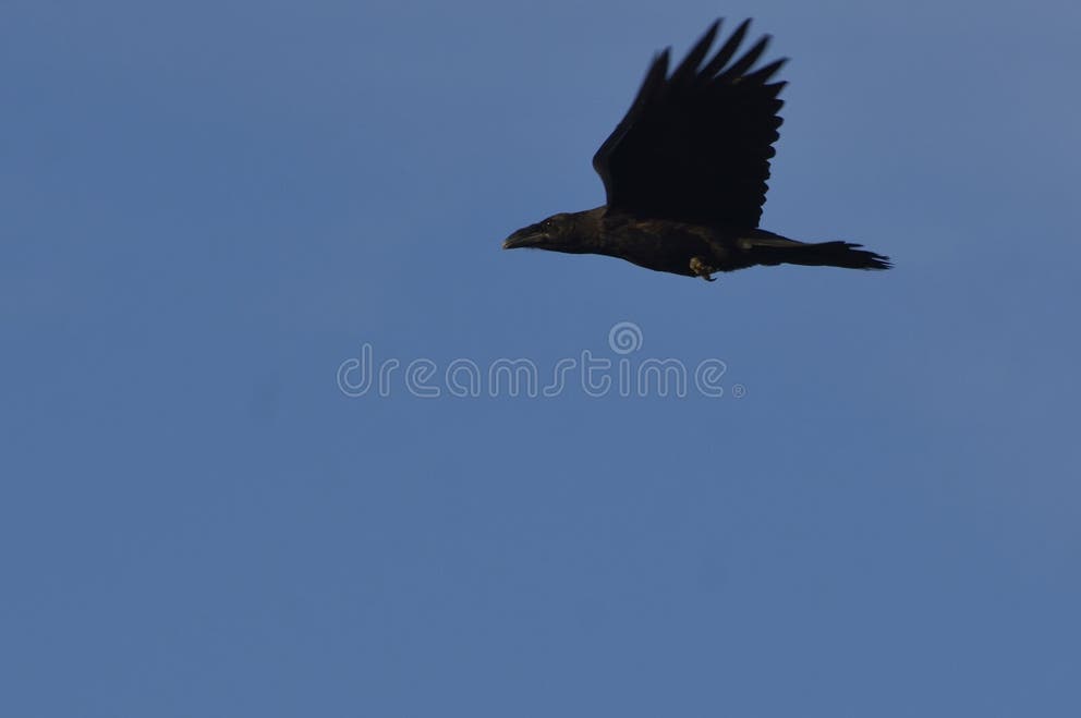 Rabe im Flug stockbild. Bild von bussard, flugwesen, gefieder - 99534437