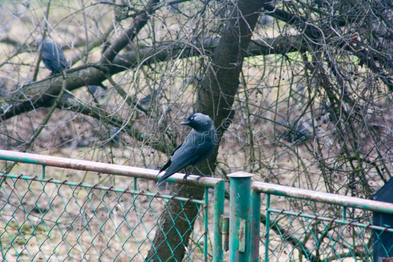 Der Rabe Sitzt Auf Einem Gefallenen Baum Gegen Den Blauen Himmel ...