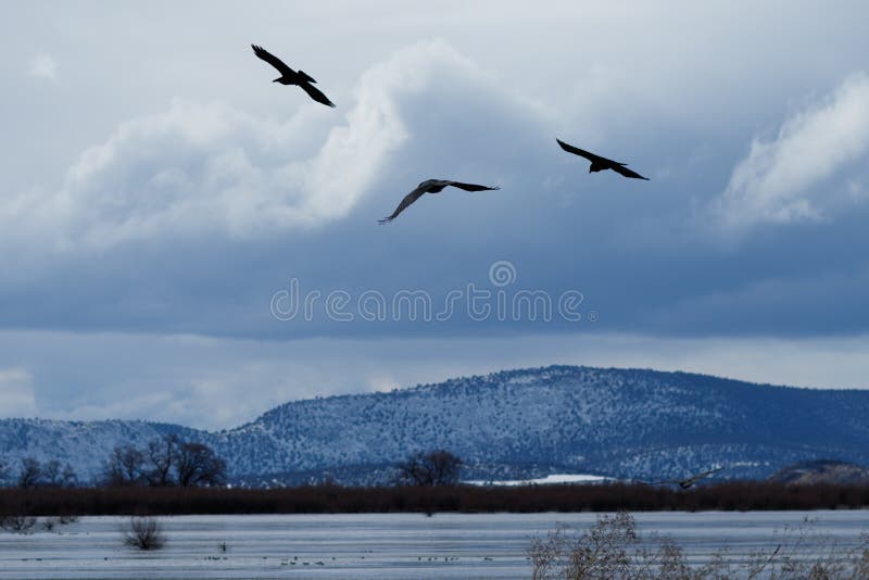 Rabe im Flug stockfoto. Bild von draussen, eingebürgert - 109774664