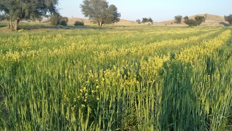 Rabi Crops, Cultivated by Indian Farmer Stock Image - Image of young ...