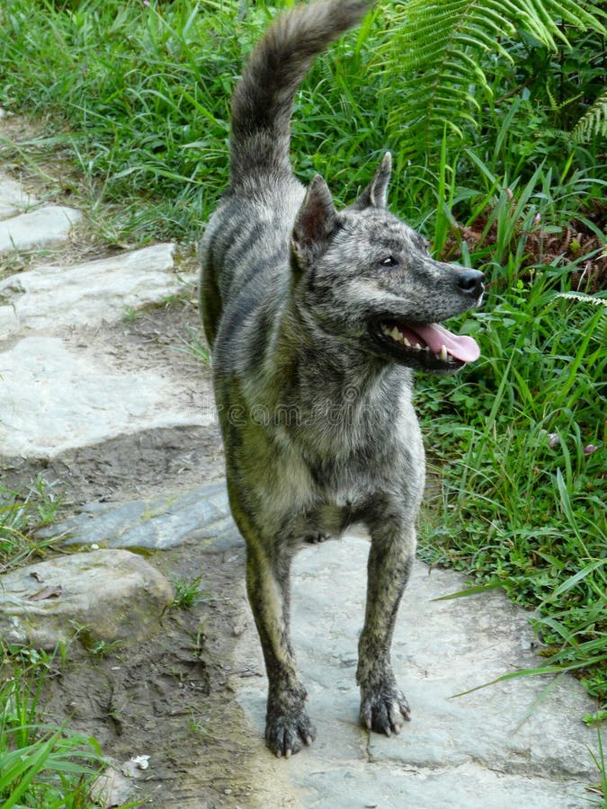 Skinny Werewolf Stock Photos - Free & Royalty-Free Stock Photos from ...