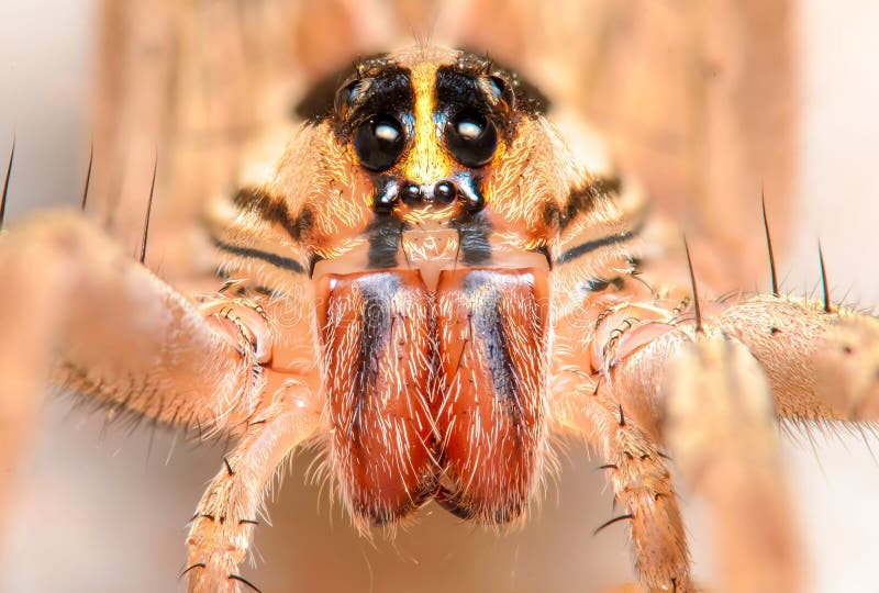 Rabidosa Rabida - Wolf Spider Stock Image - Image of color, fangs: 42628825