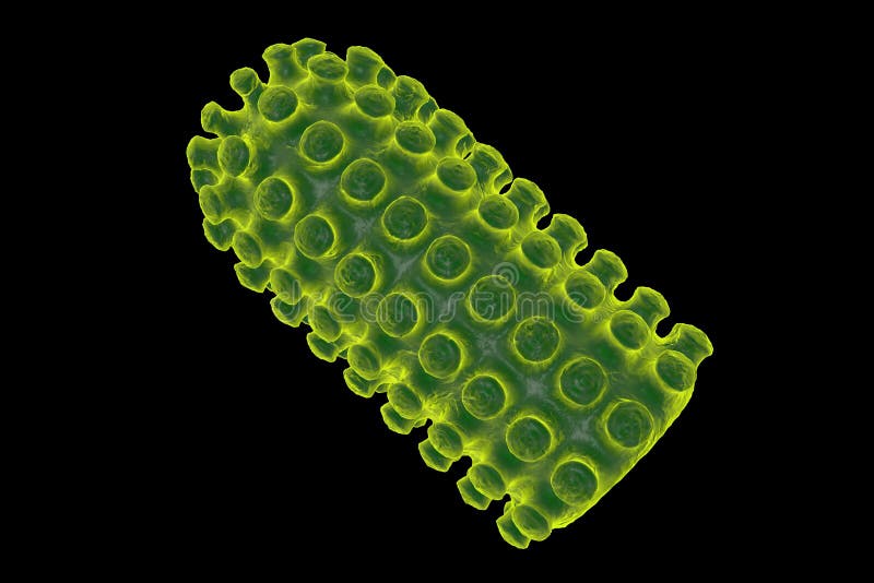 Rabies Virus Cell Vector Cartoon Stock Vector - Illustration of germ ...