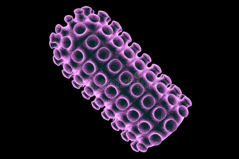 Rabies virus illustration stock illustration. Illustration of neuron ...