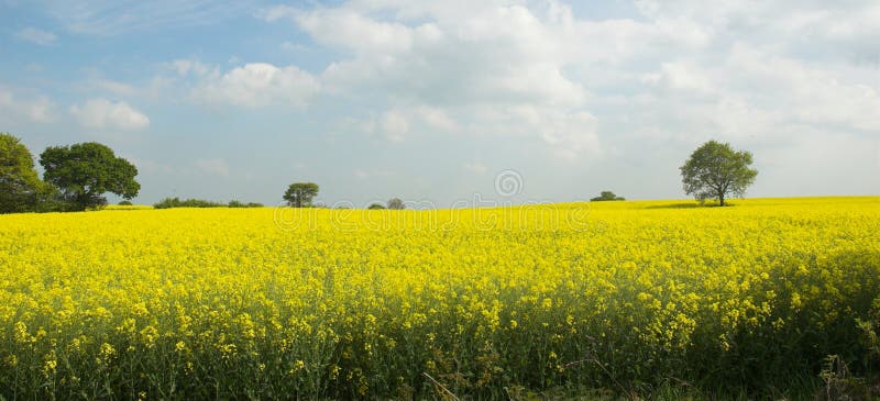 Rabina imagen de archivo. Imagen de prado, lejos, fondo - 22751025