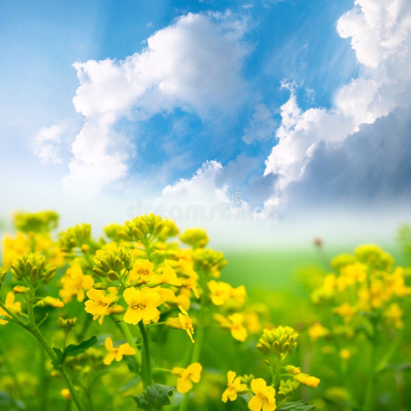 Rabina imagen de archivo. Imagen de planta, farmland - 24812563