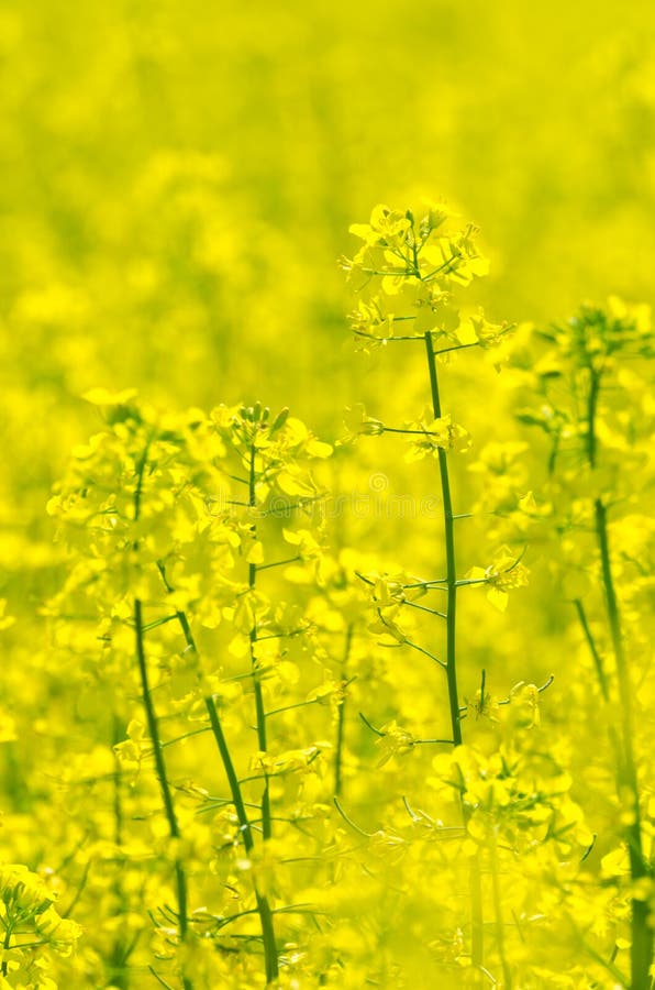 Rabina creciente imagen de archivo. Imagen de colorido - 5259617