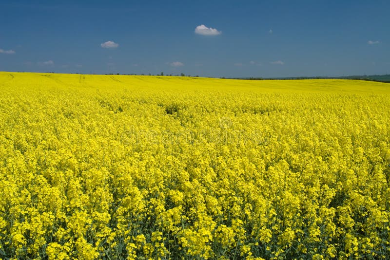 Rabina foto de archivo. Imagen de amarillo, asoleado, verano - 5090932