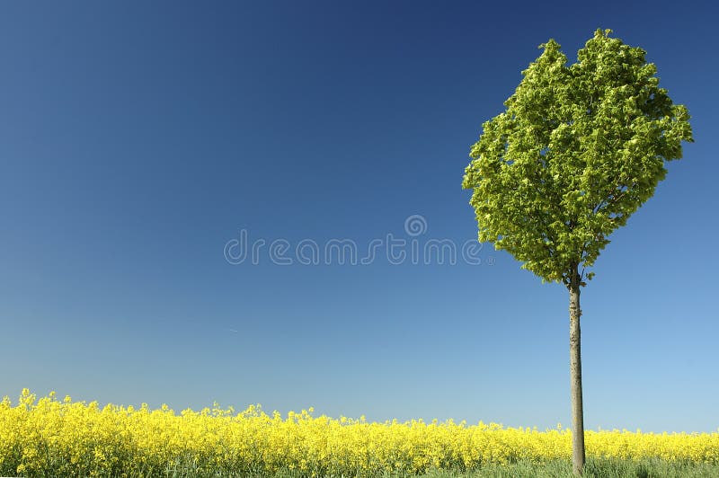 Rabina foto de archivo. Imagen de paisaje, gasolina, campo - 680096