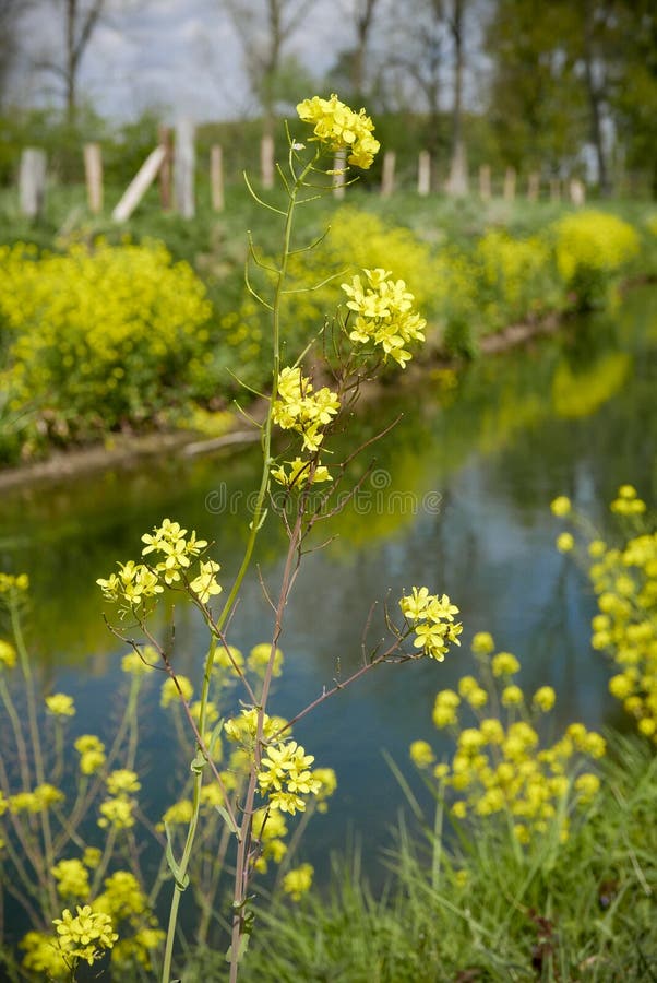 Rabina foto de archivo. Imagen de abril, planta, cubo - 92459212