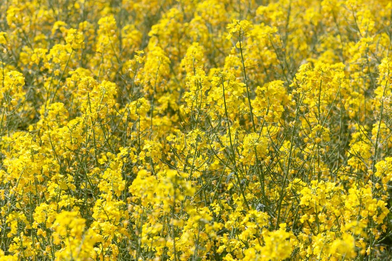 Rabina Floreciente De La Semilla Oleaginosa Foto de archivo - Imagen de ...