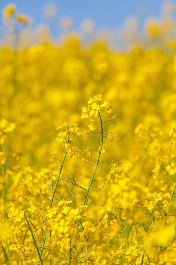 Rabina Floreciente De La Semilla Oleaginosa Como Fondo Imagen de ...