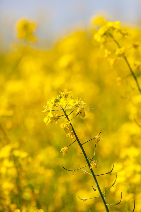 Rabina Floreciente De La Semilla Oleaginosa Como Fondo Foto de archivo ...