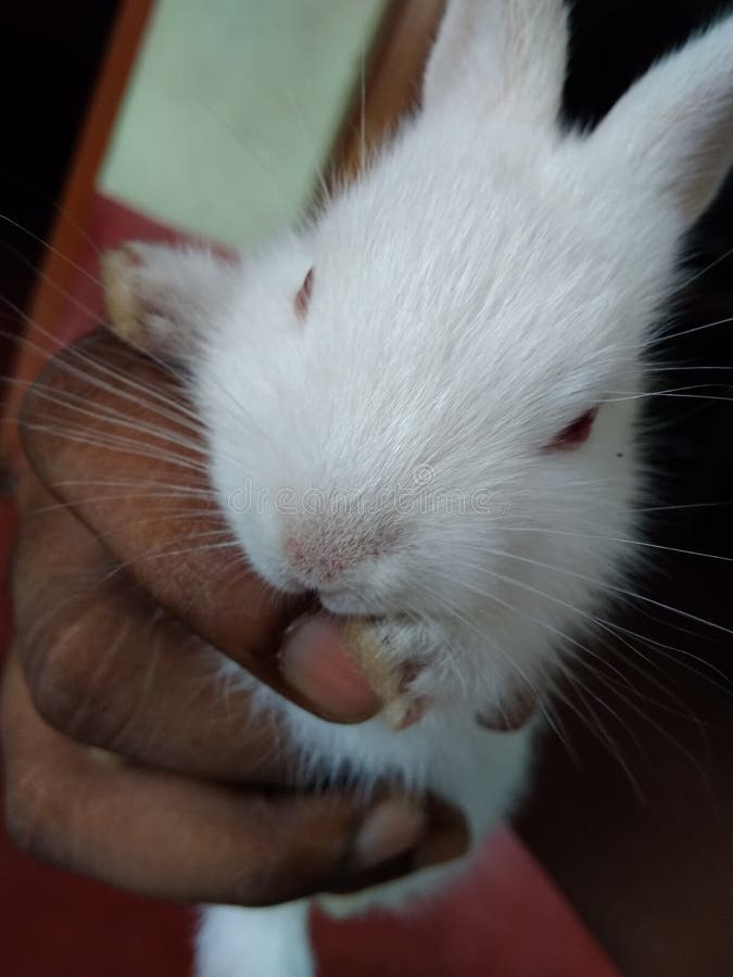 Rabit stock afbeelding. Image of huisdier, mooi, familie - 122379307