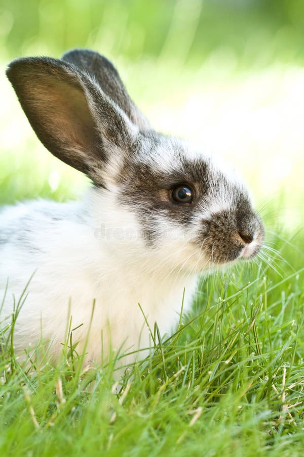 Rabit bunny in the grass stock photo. Image of meadow - 38173246