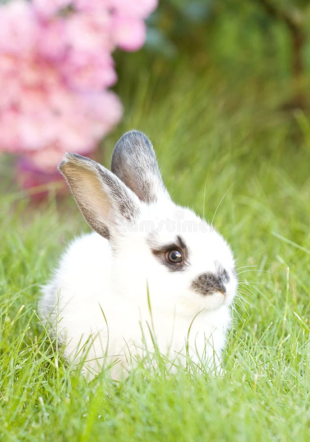Rabit bunny in the grass stock image. Image of baby, animal - 38173263